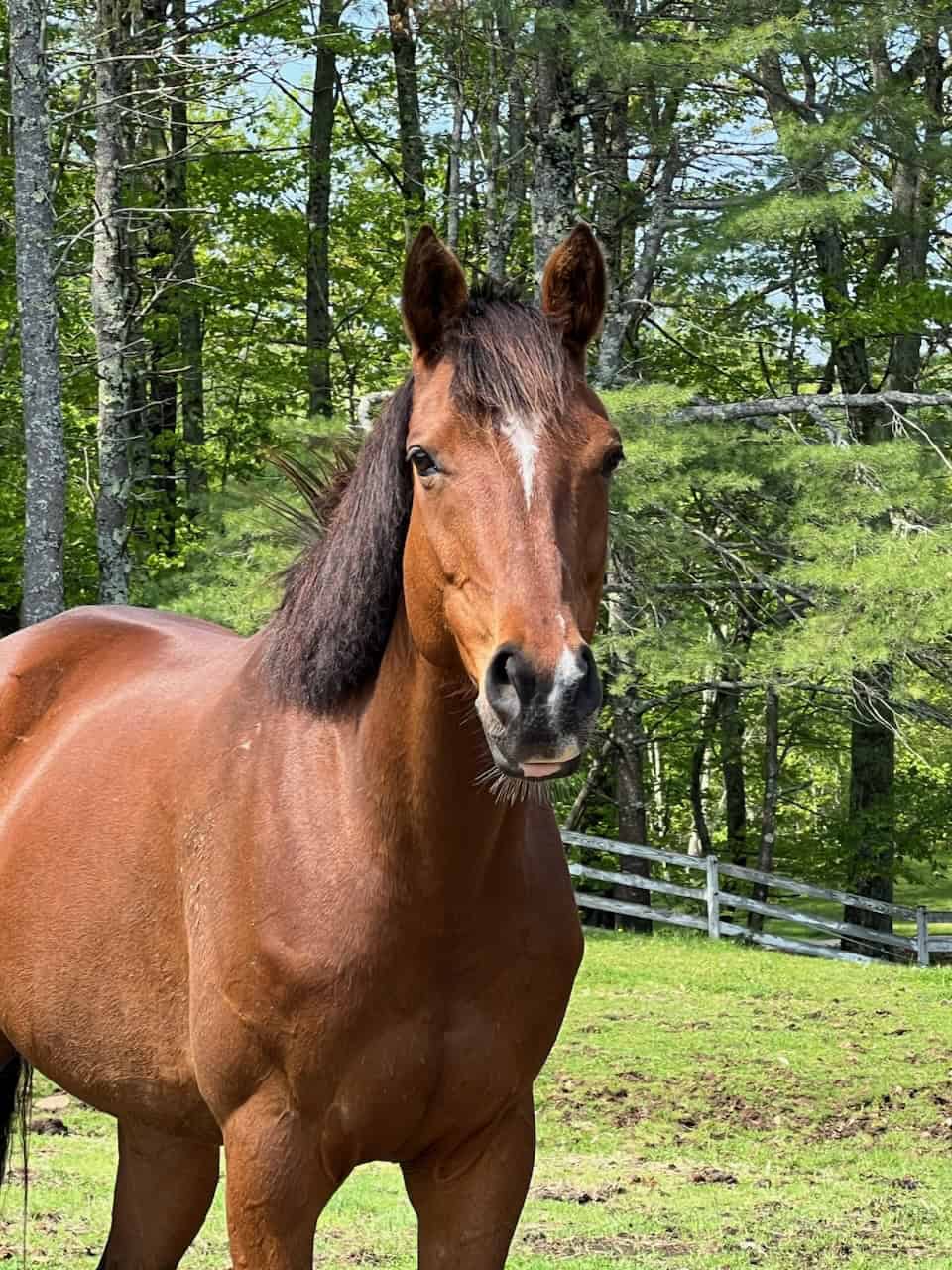 Who We Are – Living Wells Farm Equine Assisted Services